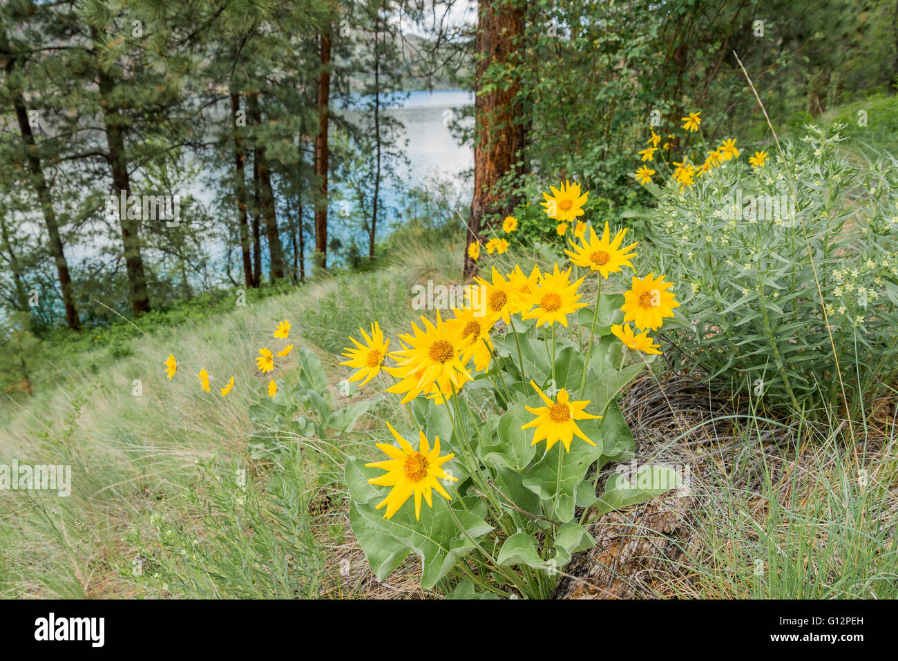 Arrowleaf balsamroot flowers, Kalamalka Provincial Park, Greater Vernon ...
