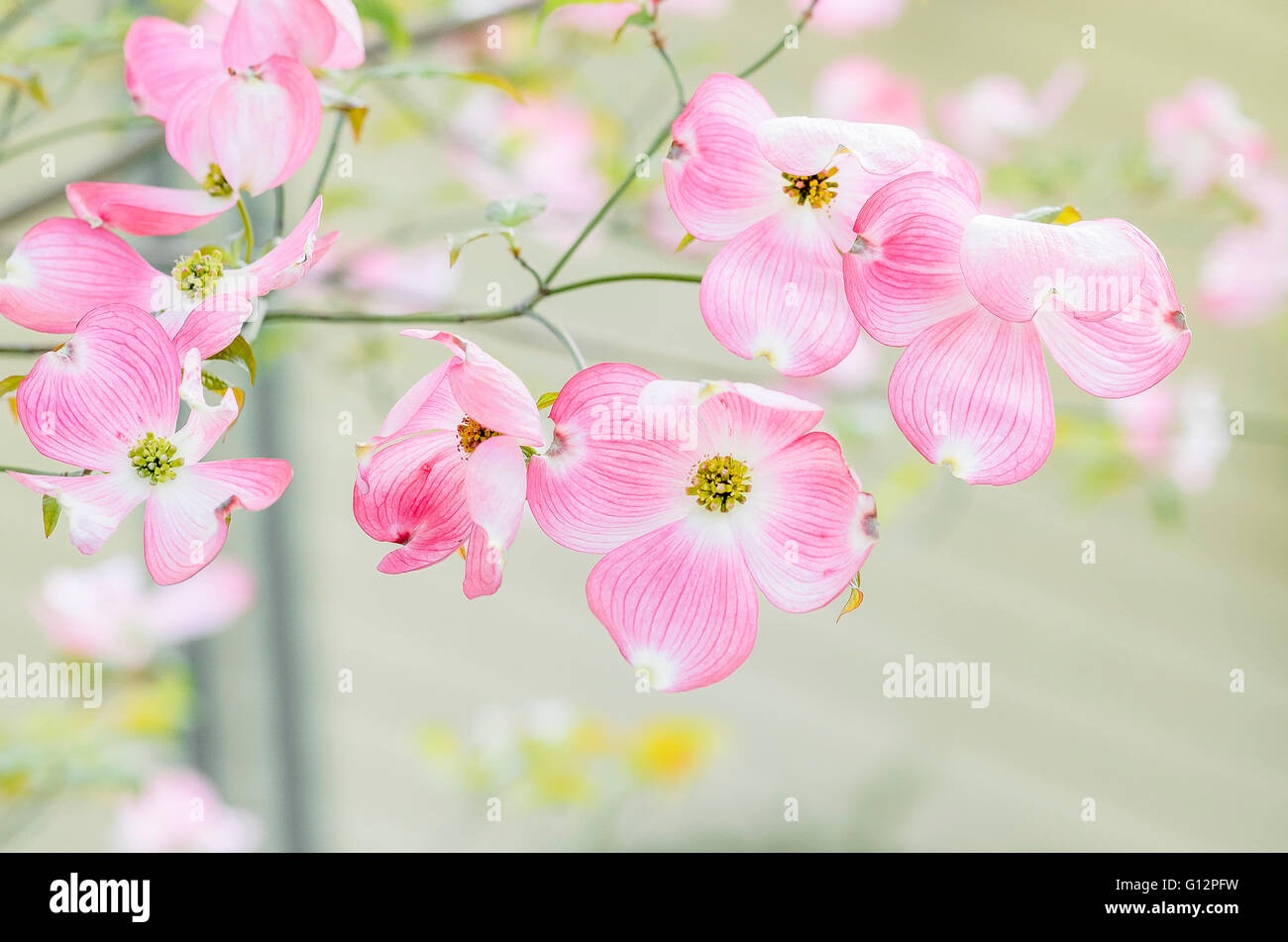 Pink Dogwood flowers, Cornus spp. Ikeda Japanese Garden, Penticton ...