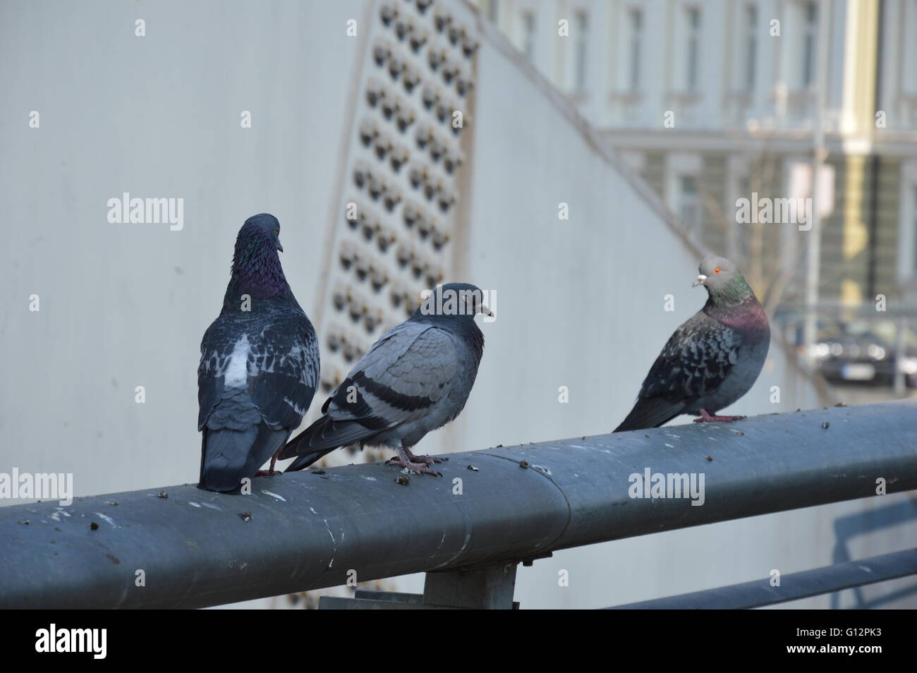 Three pigeons on bridge Stock Photo - Alamy