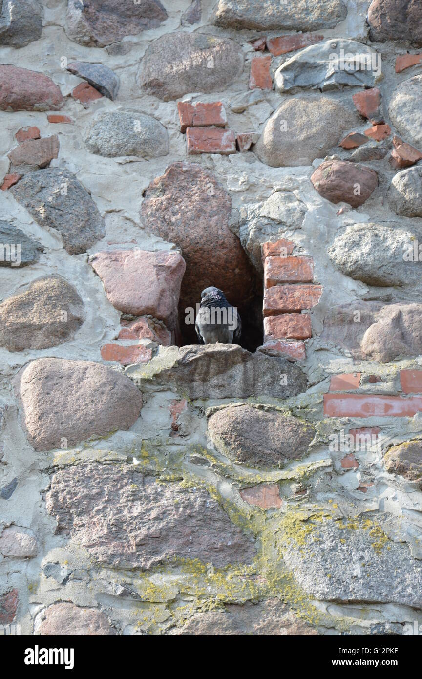 Pigeon in a niche Stock Photo - Alamy