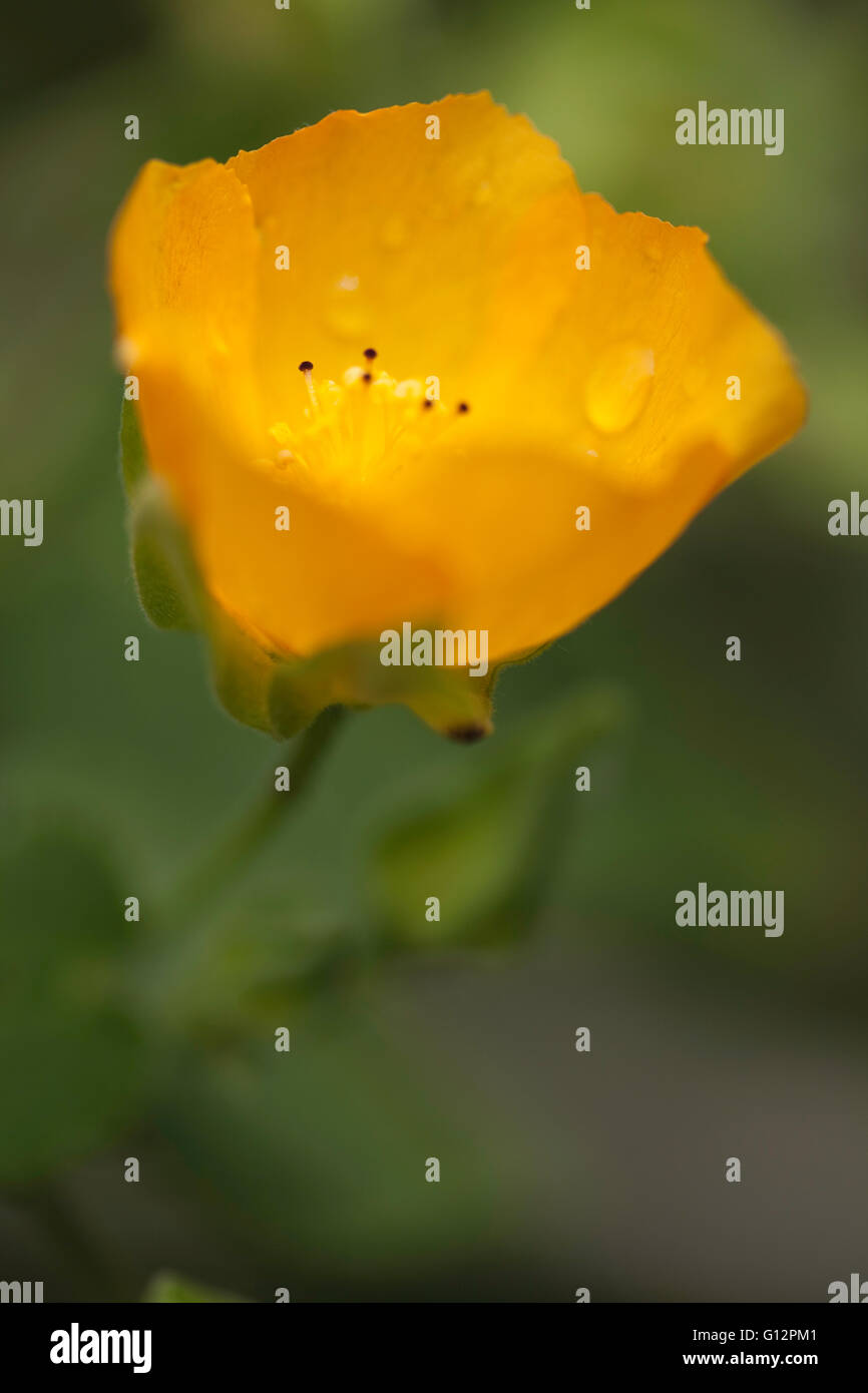 Ilima flower hi-res stock photography and images - Alamy