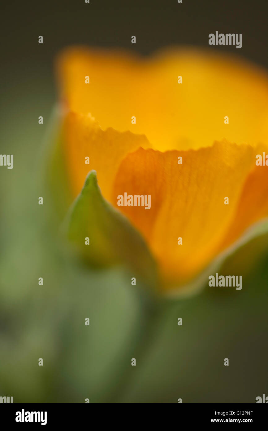 Ilima flower hi-res stock photography and images - Alamy