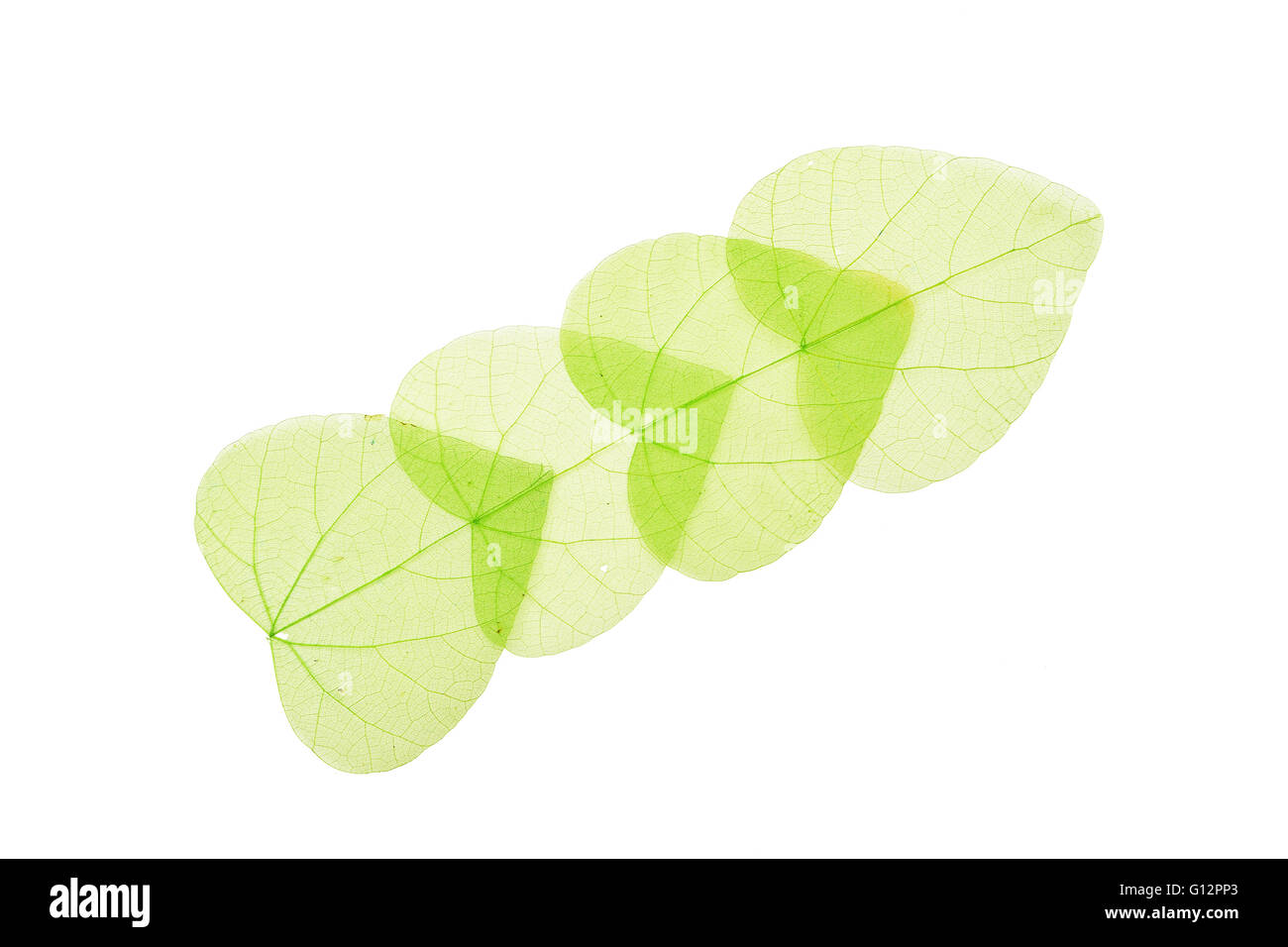 Green leaves line background Cut Out Stock Images & Pictures - Alamy