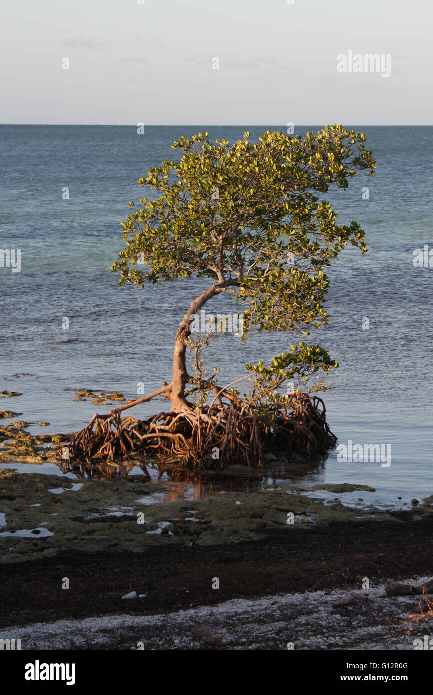 A red Mangrove, Rhizophora mangle,growing on Key Largo limestone in the ...