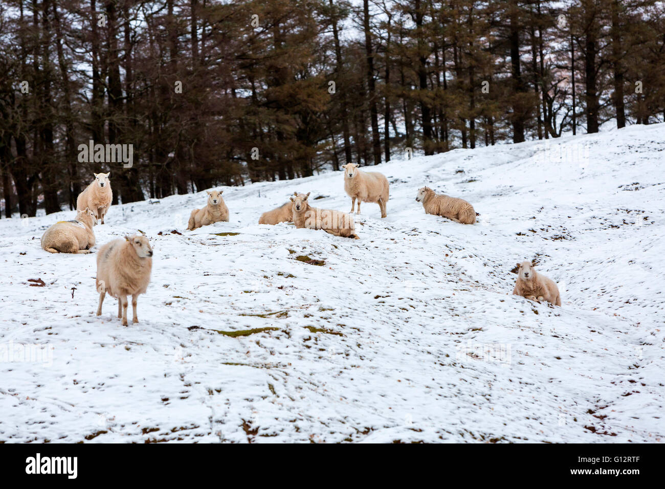 Talgarth brecon beacons hi-res stock photography and images - Alamy