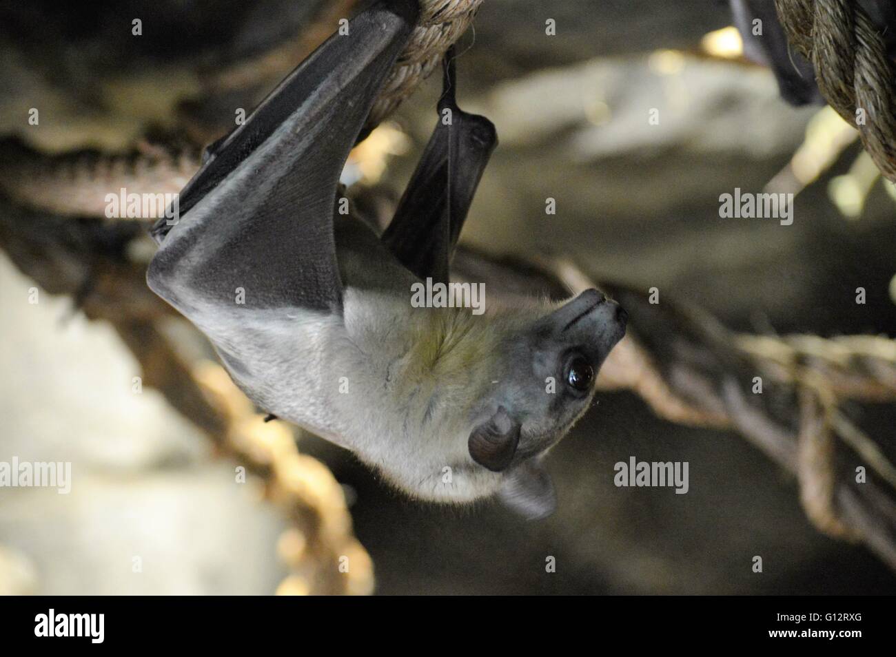 Cute bat face hi-res stock photography and images - Alamy