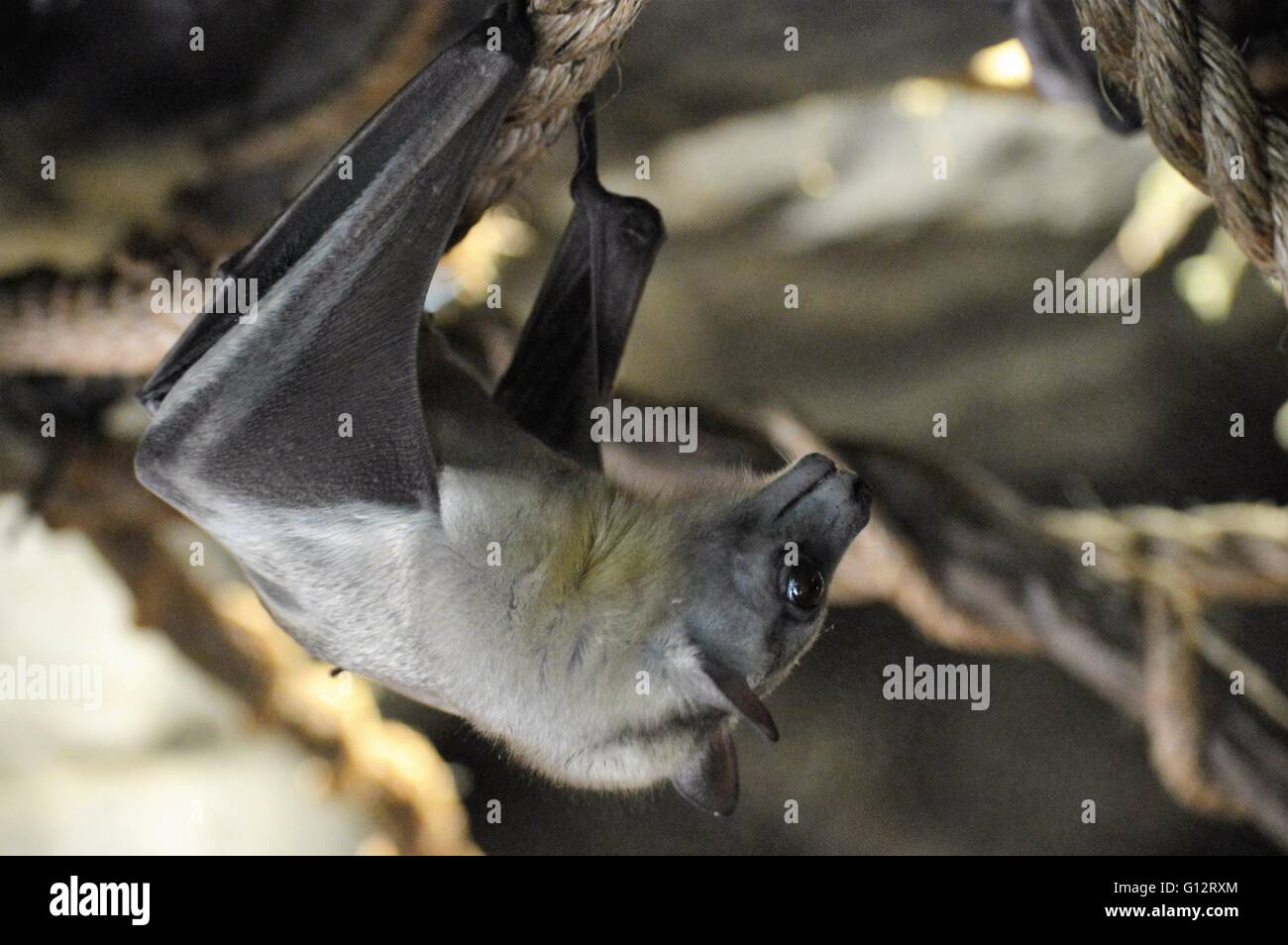 Fruit bat face hi-res stock photography and images - Alamy