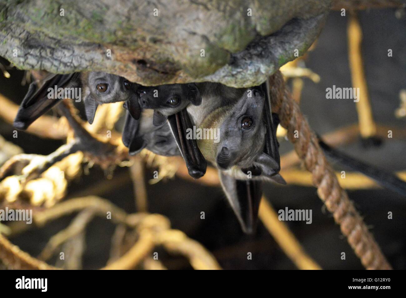 Cute bat face hi-res stock photography and images - Alamy