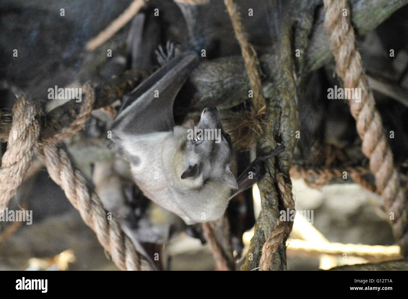 Cute bat face hi-res stock photography and images - Alamy