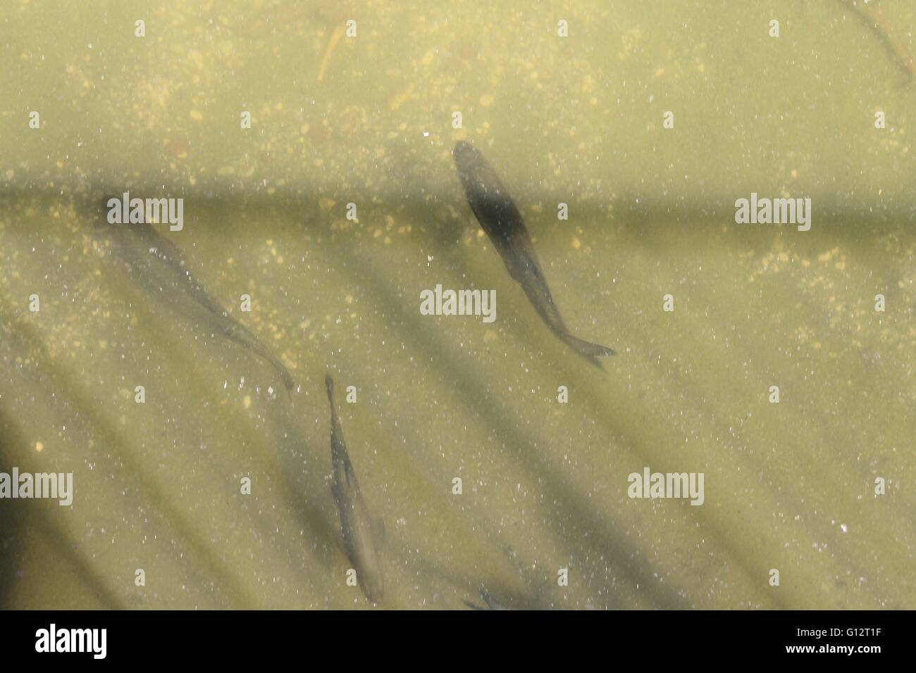 fish in a pond Stock Photo - Alamy