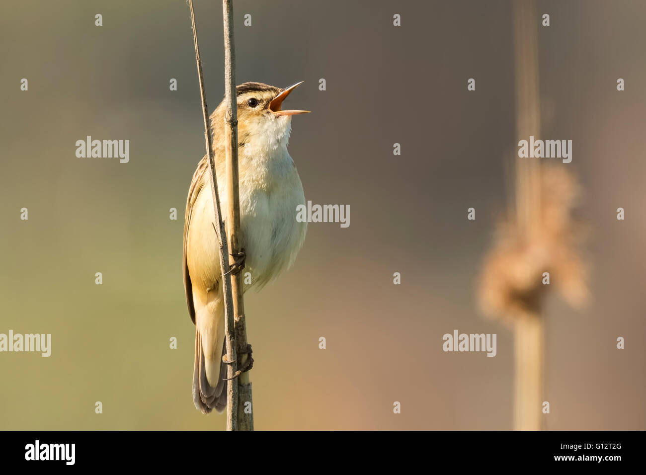 Closeup of a Sedge Warbler bird, Acrocephalus schoenobaenus, singing to ...
