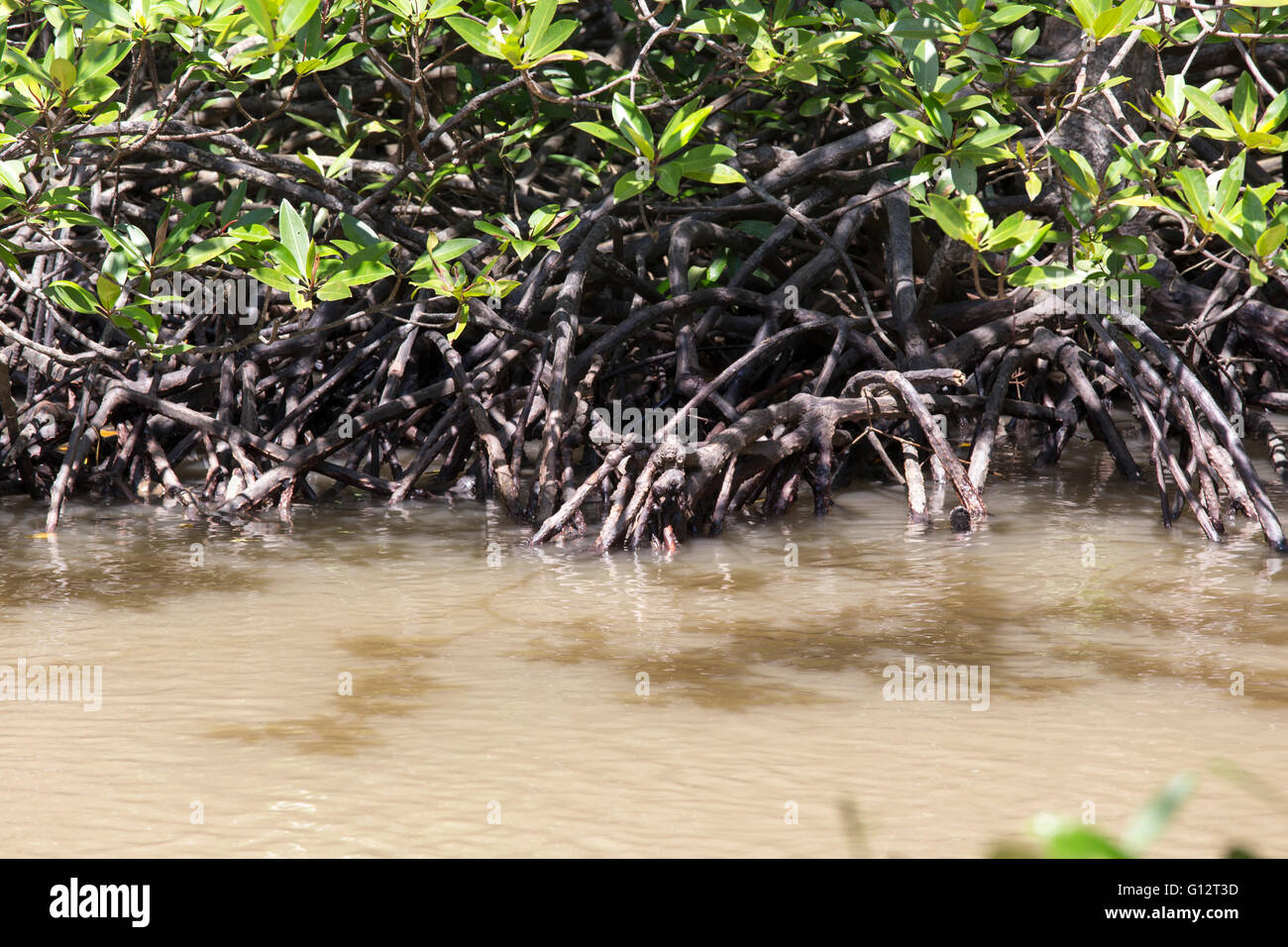 Mangrove root system hi-res stock photography and images - Alamy