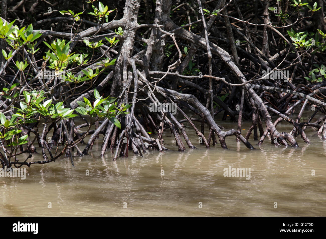 Complicated of mangrove root system hi-res stock photography and images ...