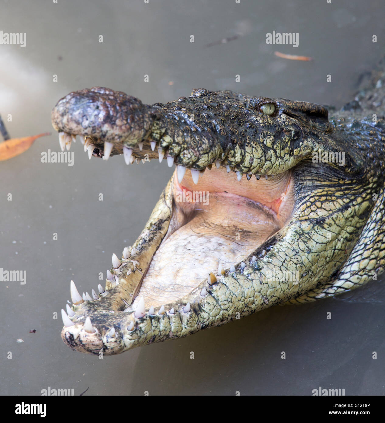 Crocodile Mouth Open Stock Photos & Crocodile Mouth Open Stock Images ... Crocodile Mouth Open Stock Photos & Crocodile Mouth Open Stock Images ...
