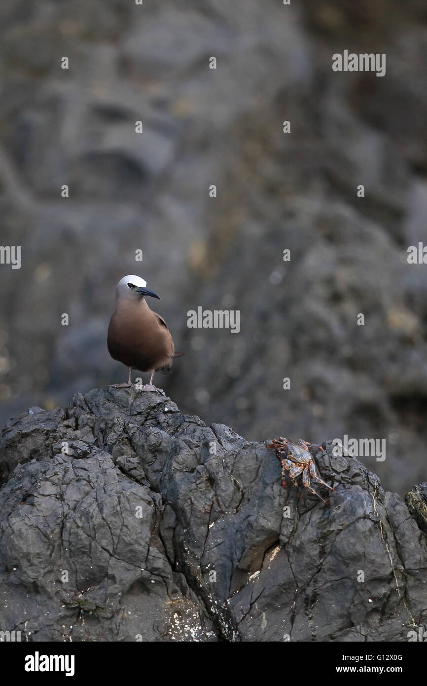 Brown Noddy (Anous stolidus Stock Photo - Alamy