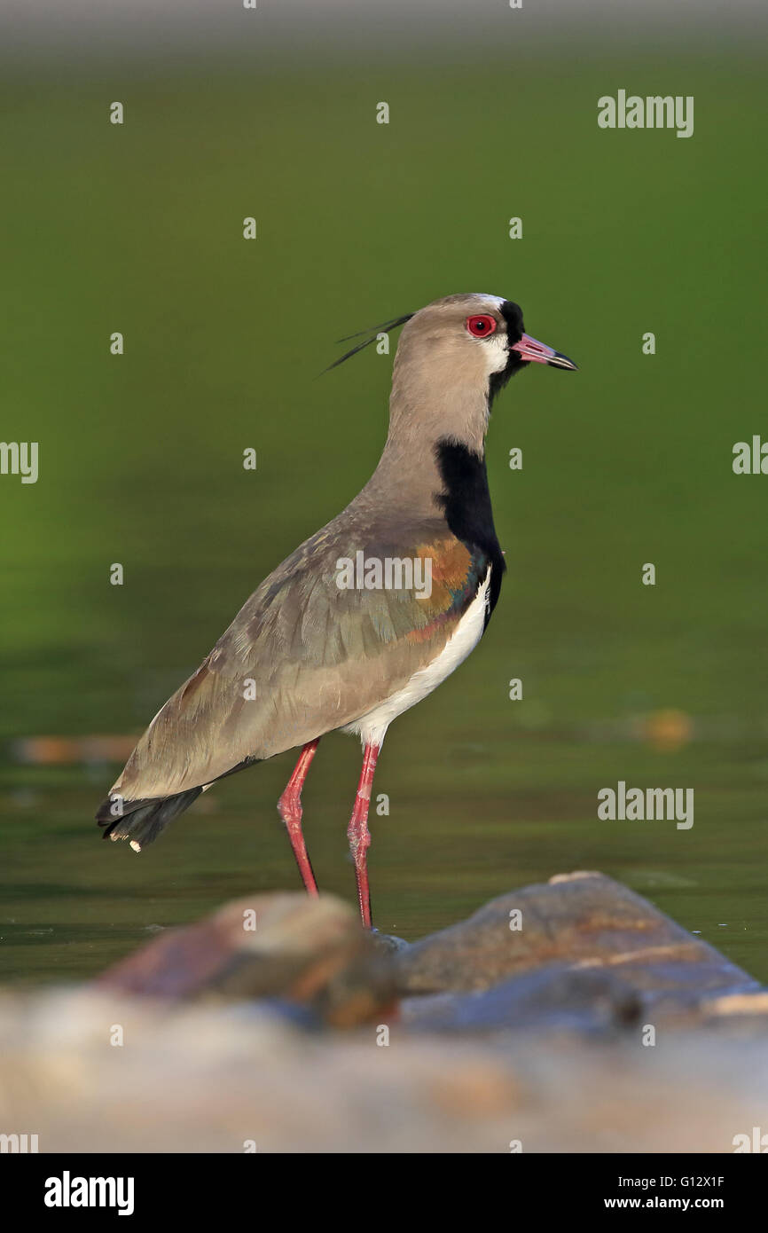 Southern lapwings vanellus chilensis hi-res stock photography and images - Alamy