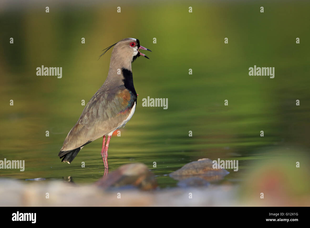 Southern lapwings vanellus chilensis hi-res stock photography and images - Alamy