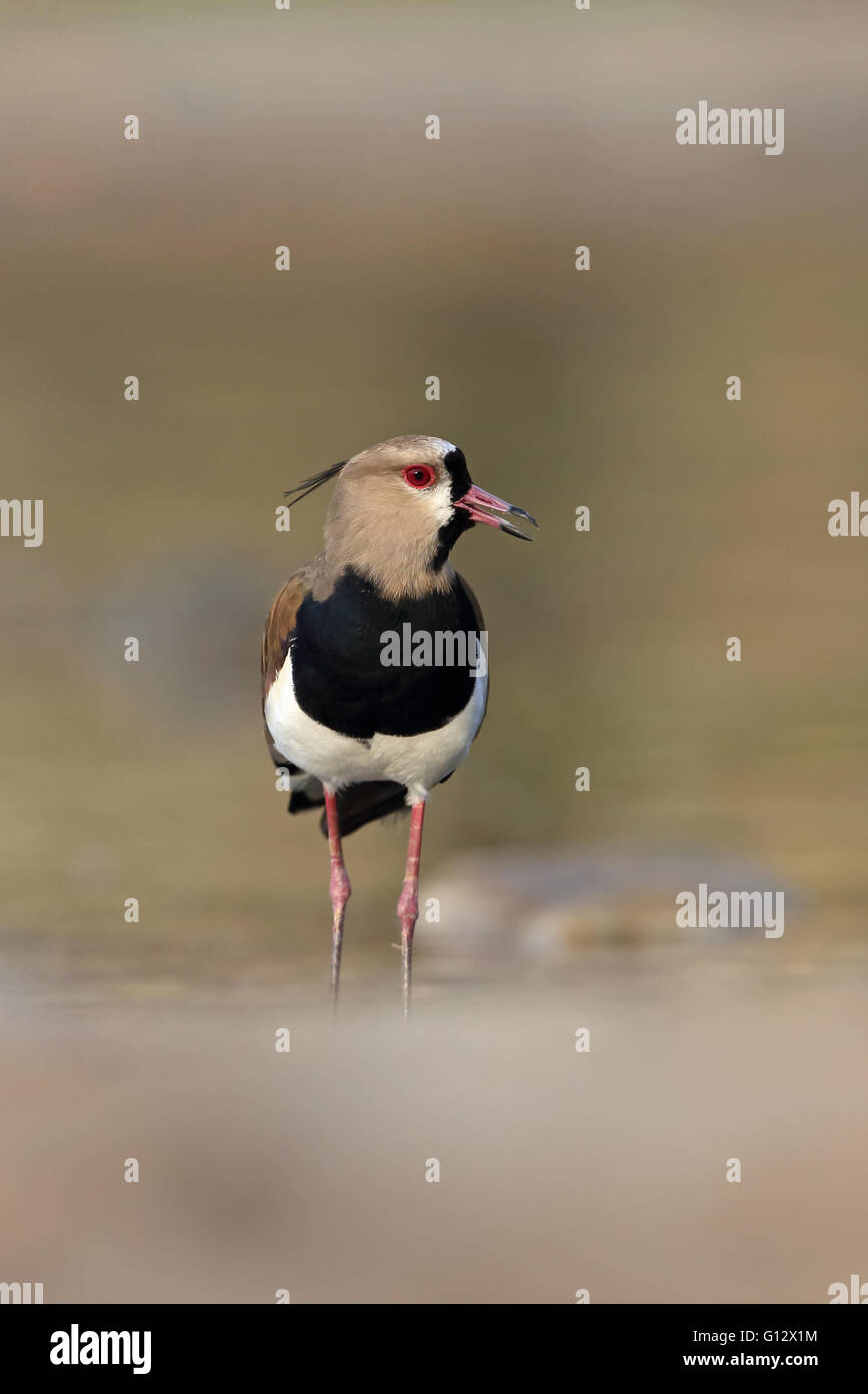 Southern lapwings hi-res stock photography and images - Alamy