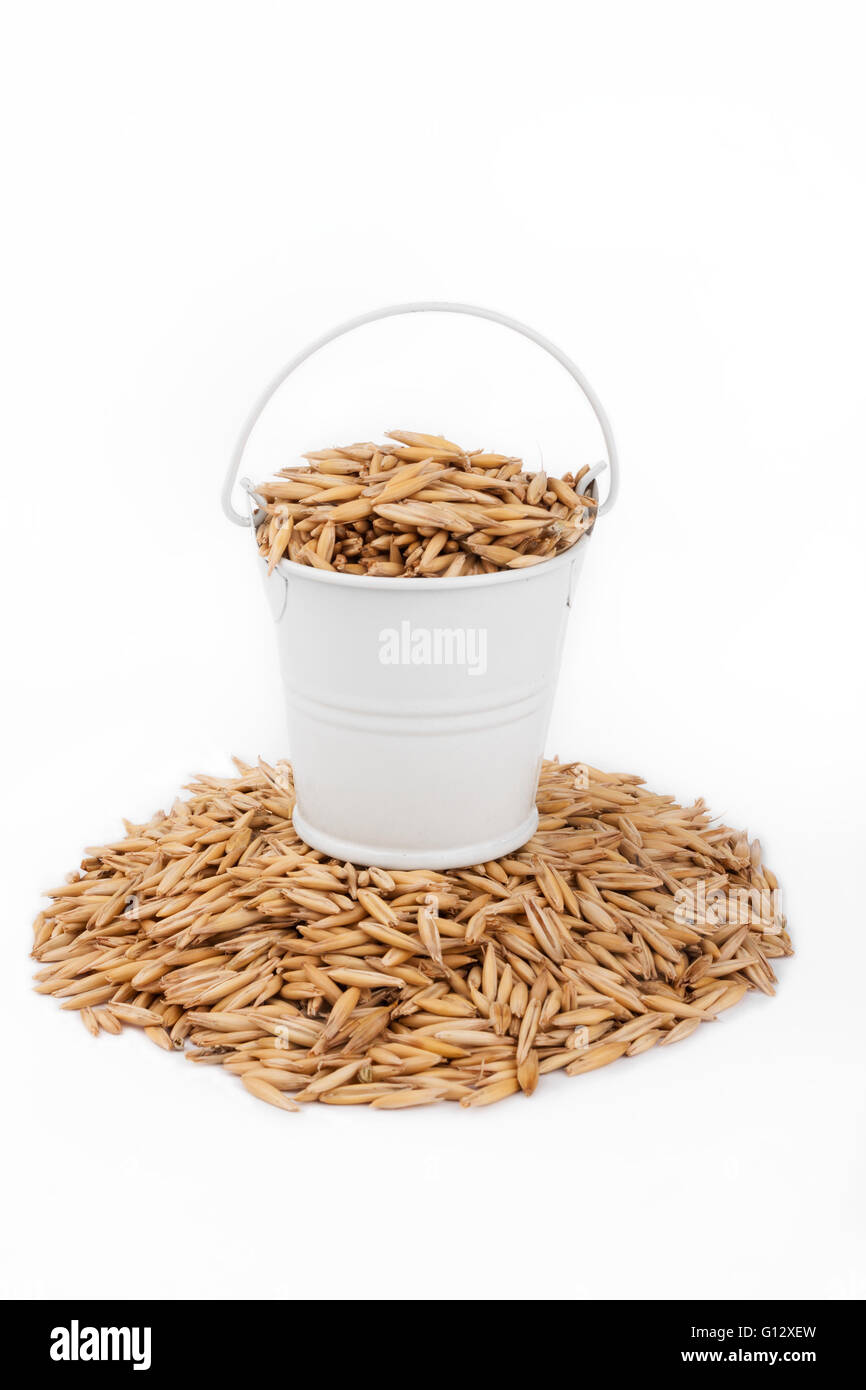 White bucket full of oats, stands on a heap oats, on a white background ...