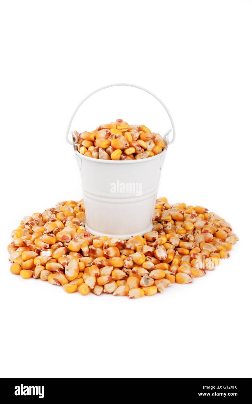 White bucket full of corn, stands on a heap corn, on a white background ...