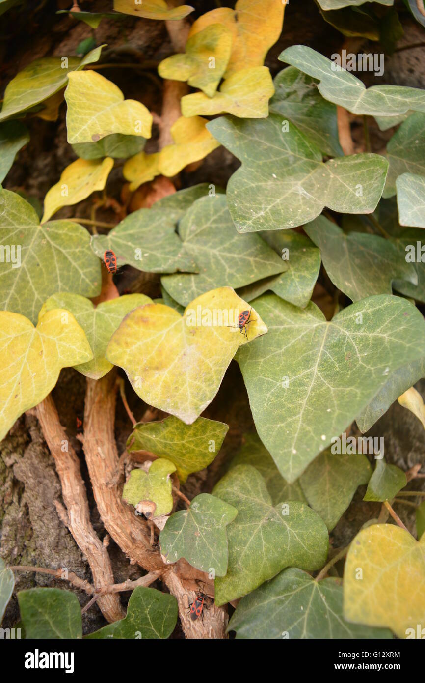 Bugs hanging out on ivy leaves Stock Photo - Alamy