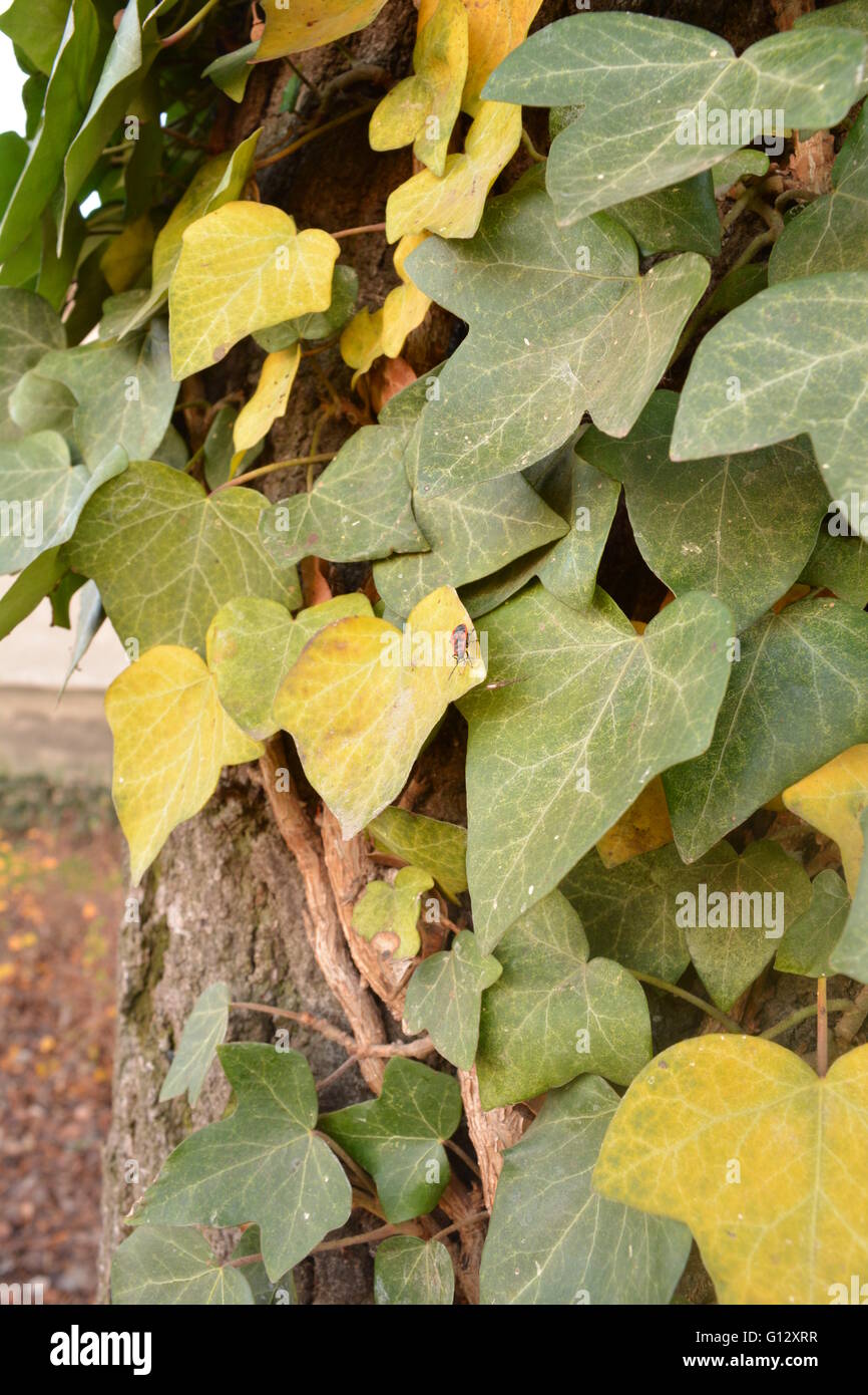 Ivy leaf hanging hi-res stock photography and images - Alamy