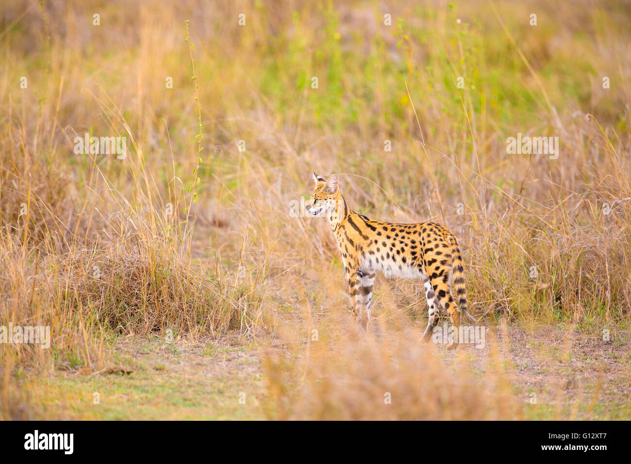 Caracal hunting prey hi-res stock photography and images - Alamy