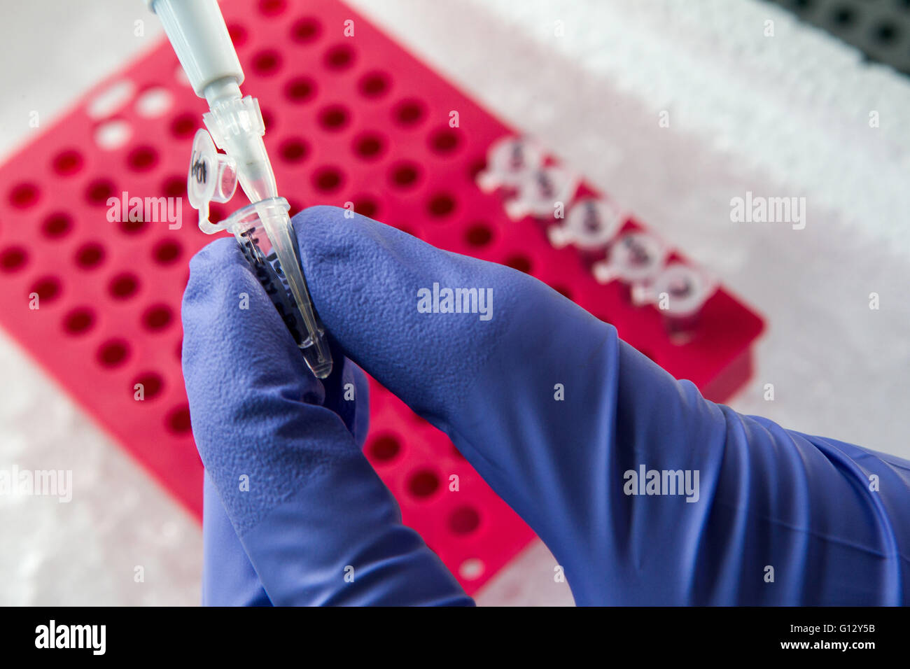Lab technician hands using pipette Stock Photo - Alamy