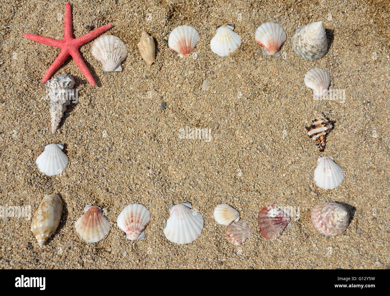 Seashells and red sea star aligned in rectangular shape, forming frame ...