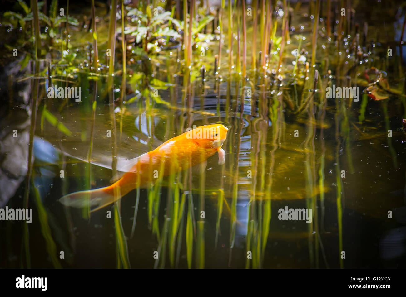 Goldfish gold hi-res stock photography and images - Alamy