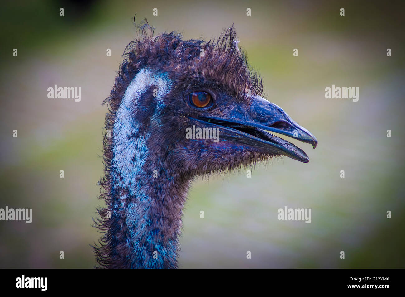 Funny emu hi-res stock photography and images - Alamy
