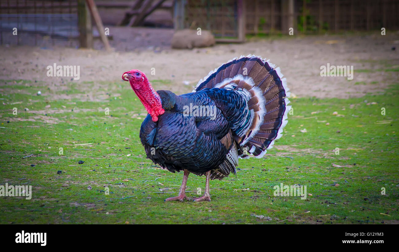 Turkey village portrait hi-res stock photography and images - Alamy