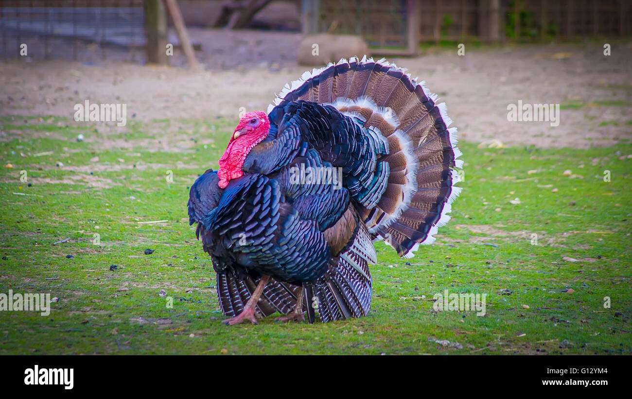 Turkey bird hi-res stock photography and images - Alamy