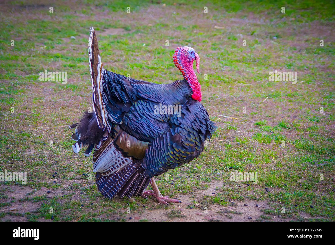 Turkey bird hi-res stock photography and images - Alamy