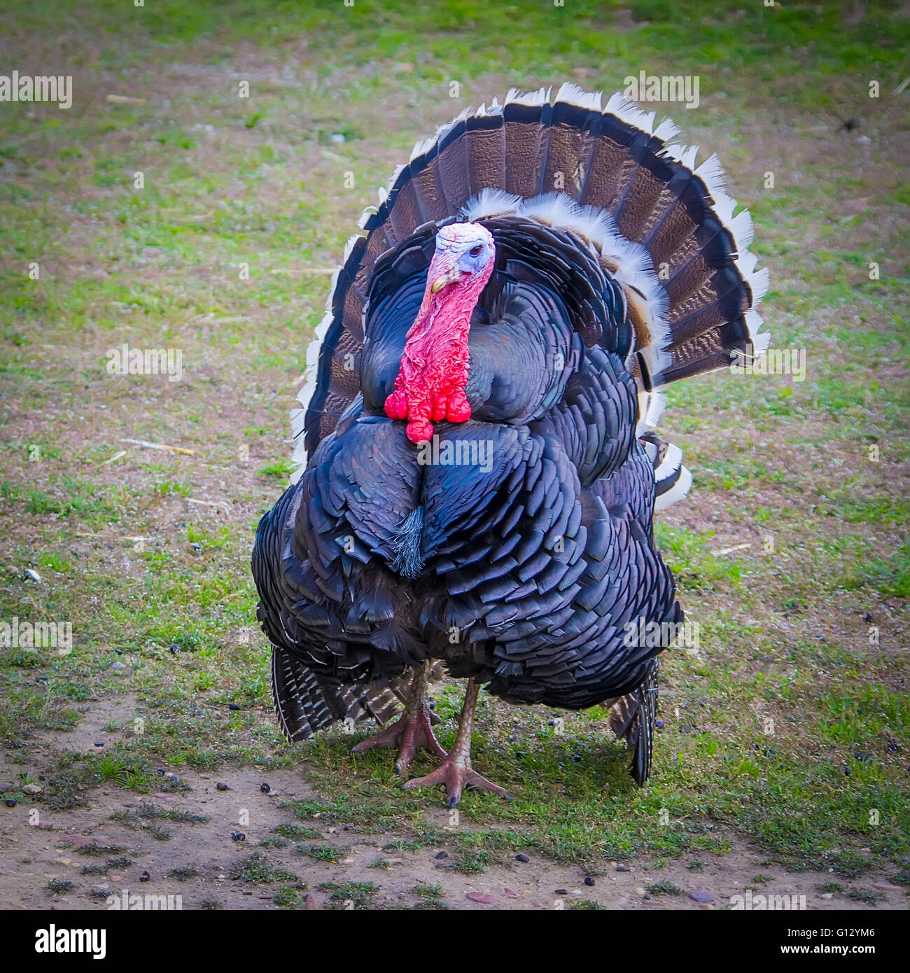 Domestic turkey wings hi-res stock photography and images - Alamy