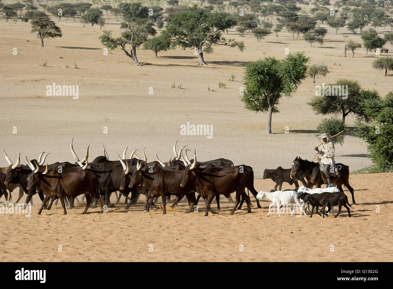 Nigerian shepherd hi-res stock photography and images - Alamy