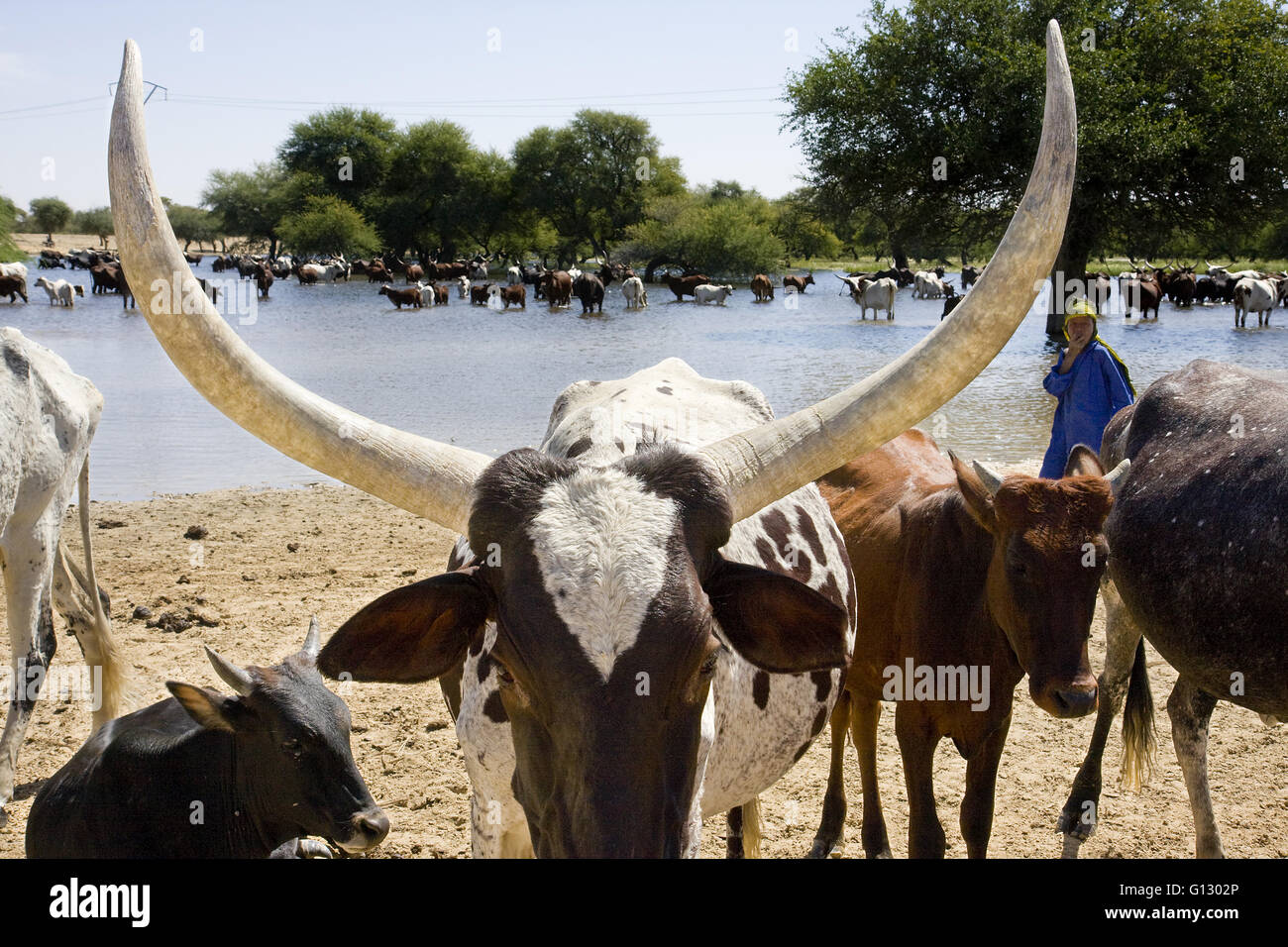 Cattle herd, Ankole cows, in Komadougu river near Chad lake. Niger ...