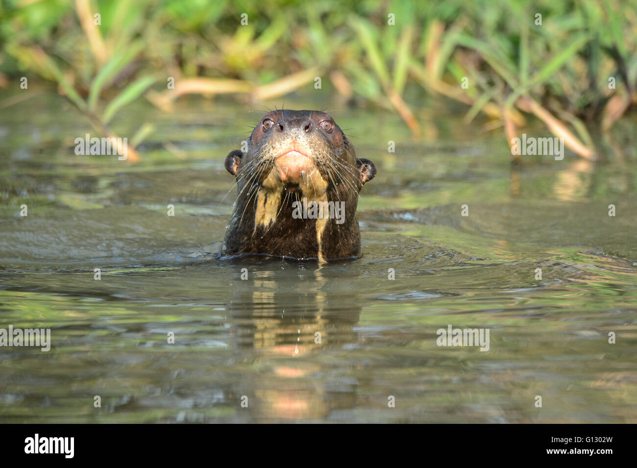 Giant otter looking at the camera and posing for a photo. Taken at ...