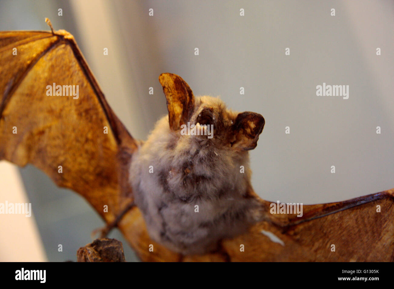 Fledermaus vampir hi-res stock photography and images - Alamy