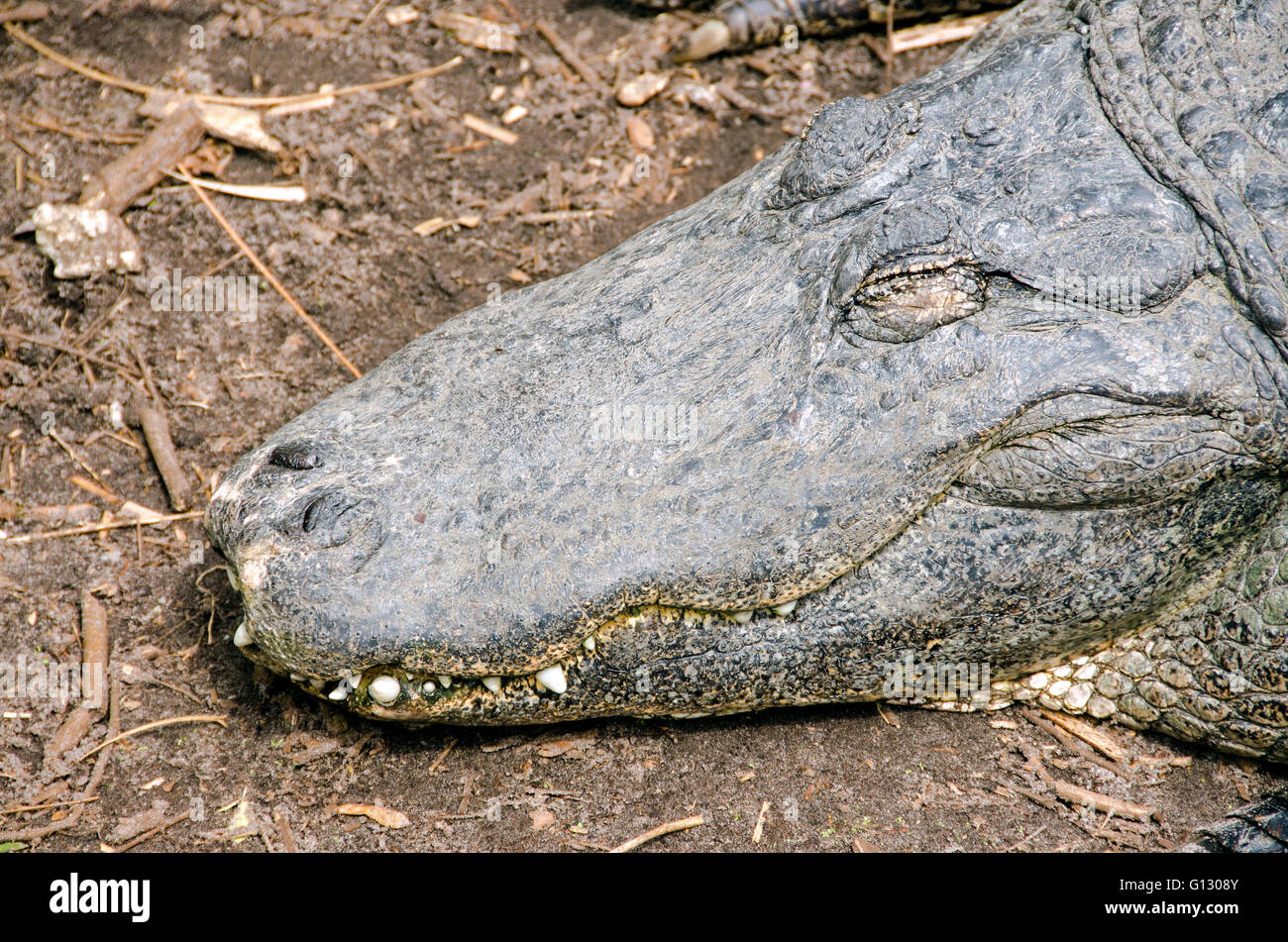 Toothy grin hi-res stock photography and images - Alamy