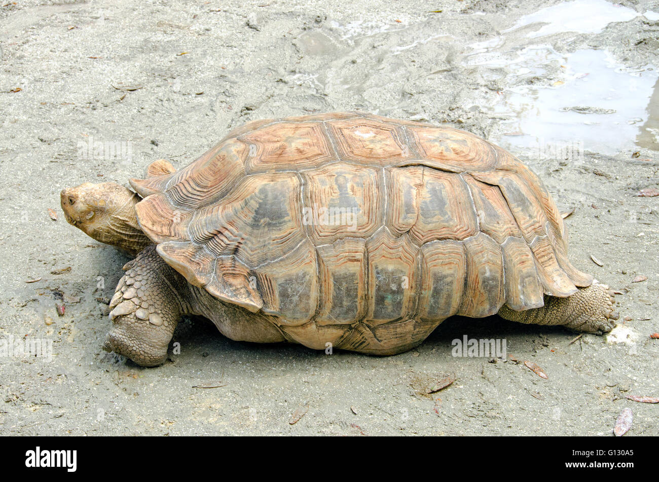 Giant Tortoise Plodding Along Stock Photo - Alamy