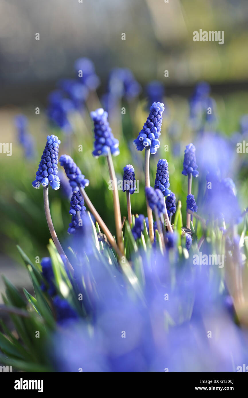 Plant little blue flowers hi-res stock photography and images - Alamy