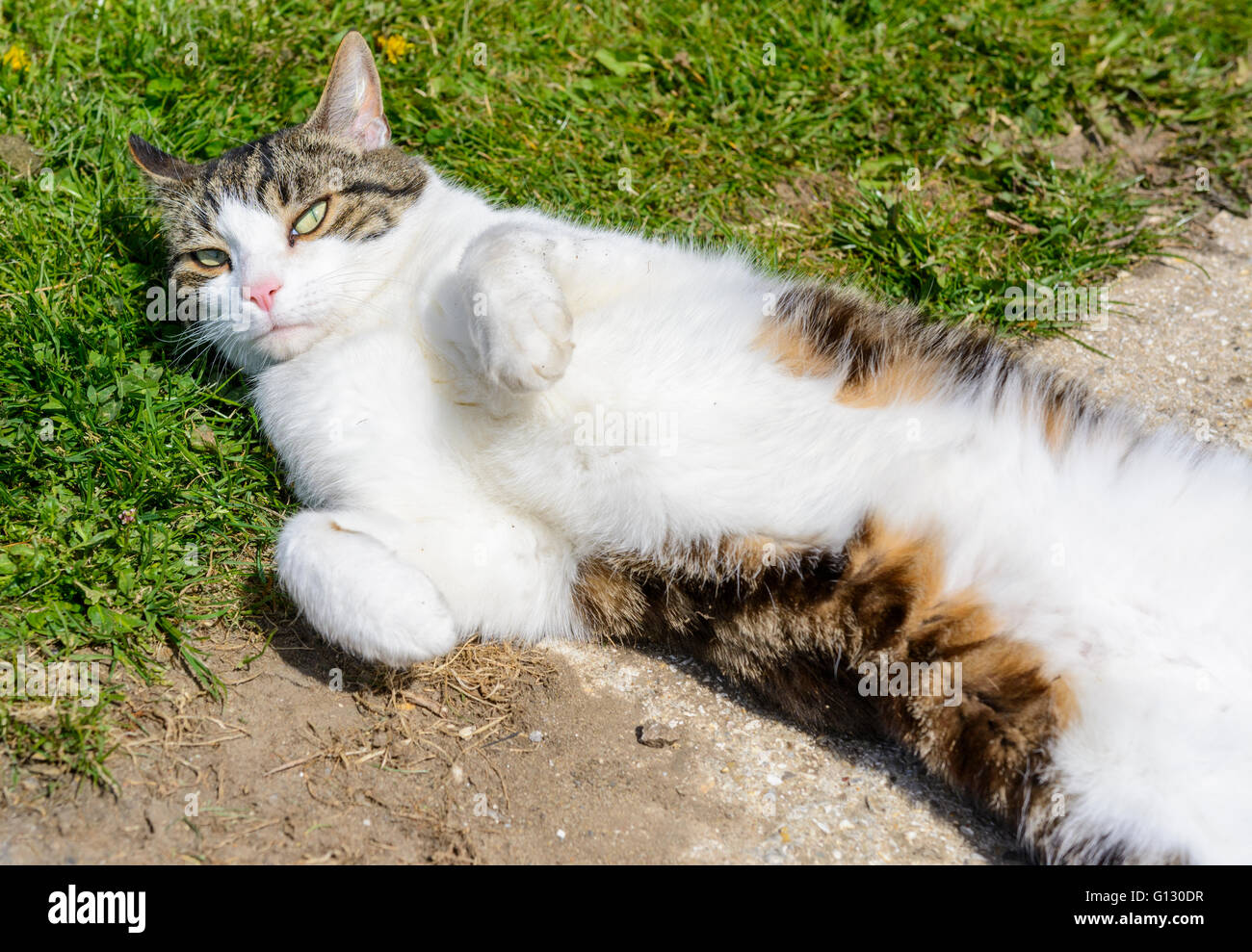 Cat Laying Down Stock Photos & Cat Laying Down Stock Images - Alamy