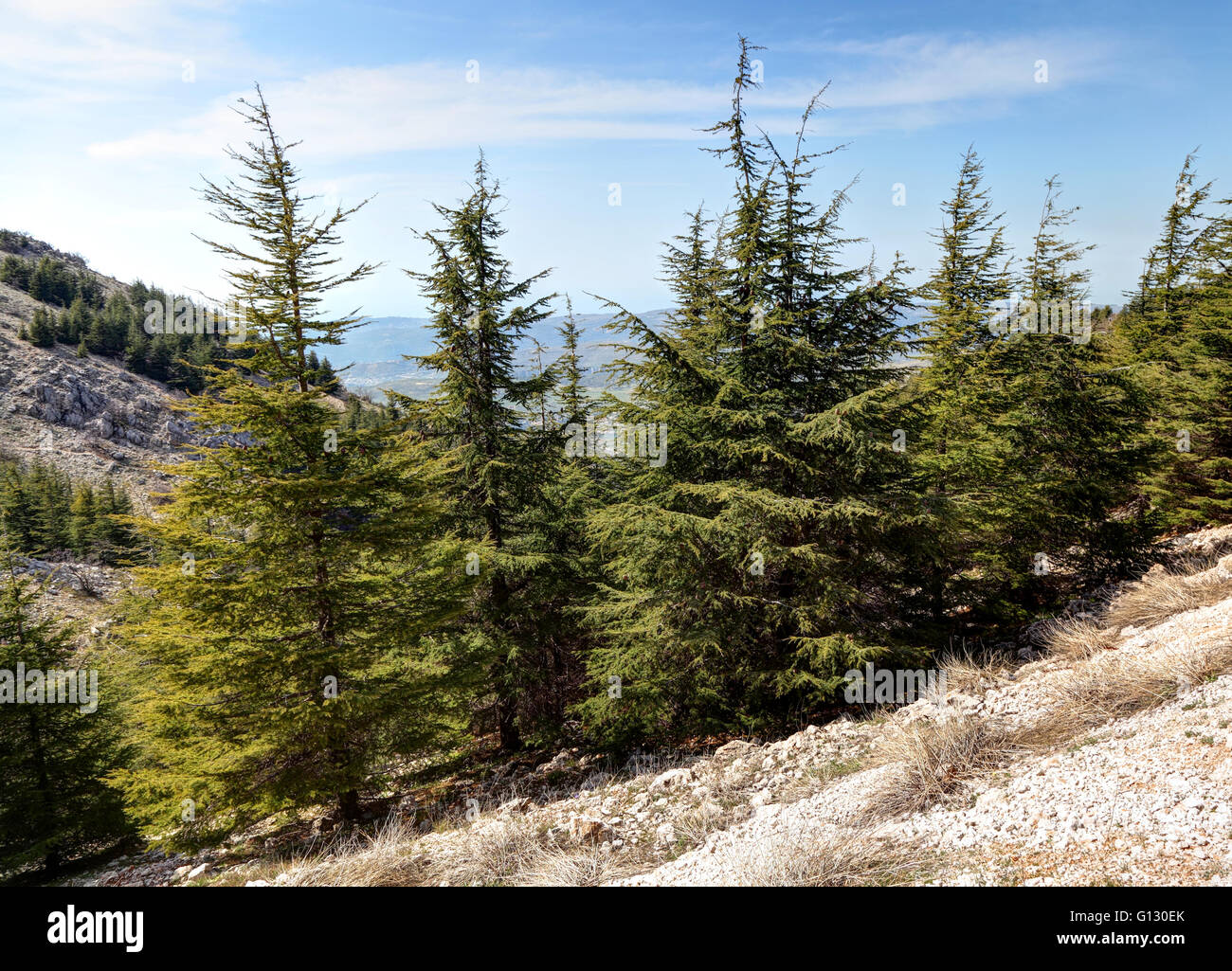 Lebanese cedar trees hi-res stock photography and images - Alamy