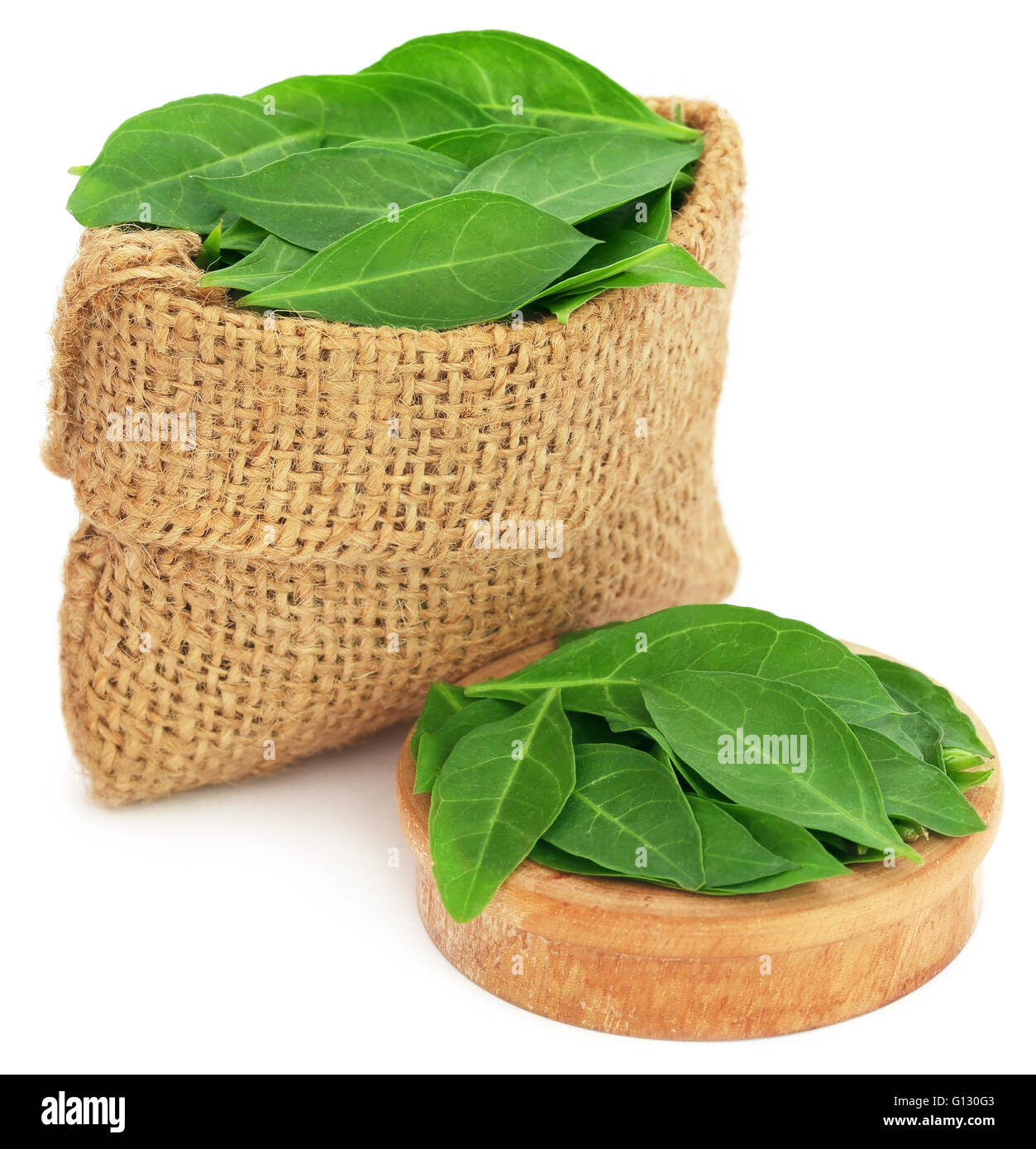 Henna lawsonia inermis plant Cut Out Stock Images & Pictures - Alamy