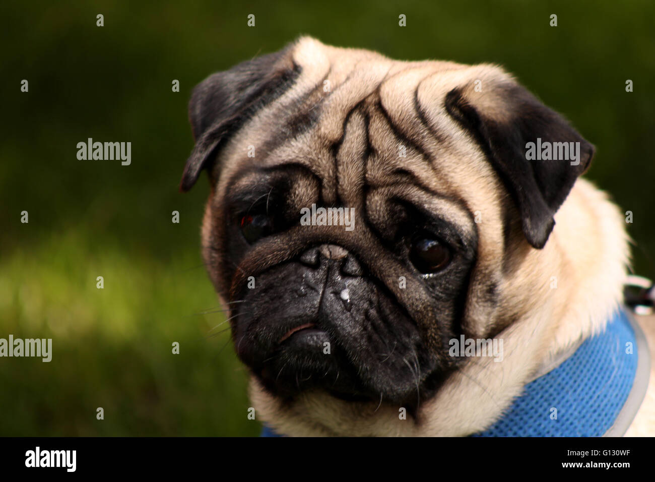 Pug nose hi-res stock photography and images - Alamy