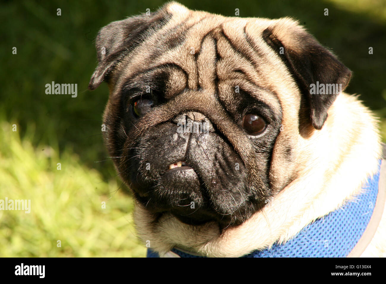 Pug nose hi-res stock photography and images - Alamy