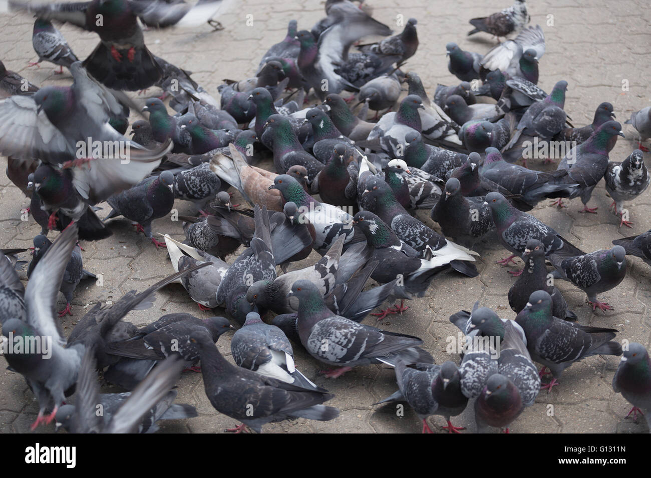 Funny Pigeon walking. Dove with city scape in the background Stock ...