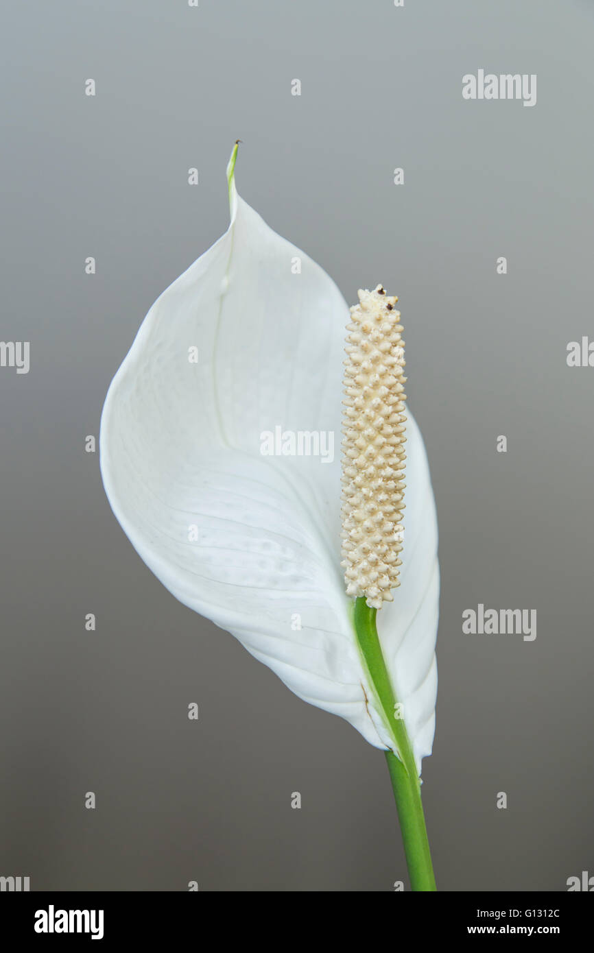 Spathe Flower with white bract Stock Photo - Alamy