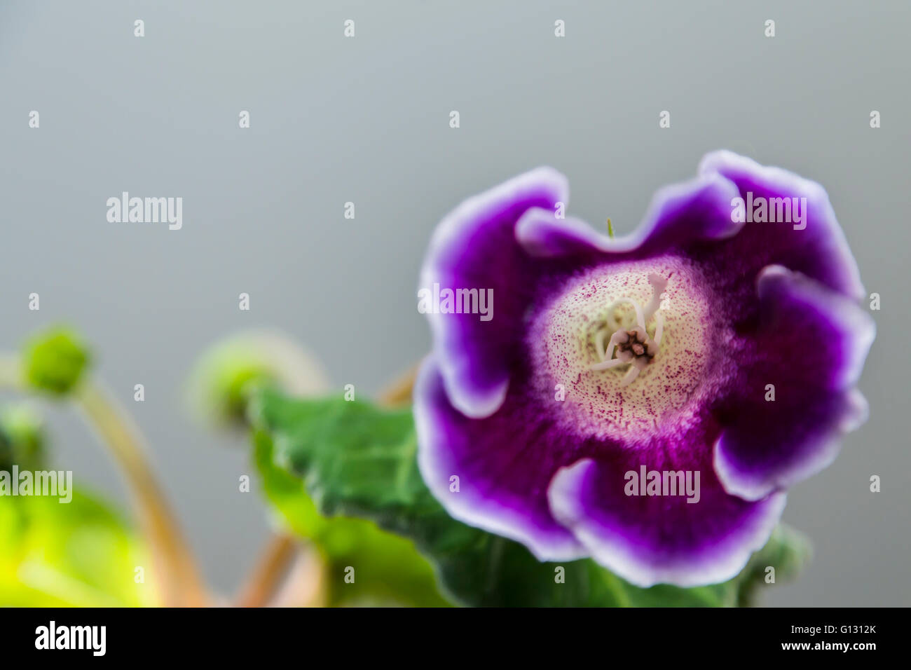 Purple Gloxinia flower Stock Photo - Alamy